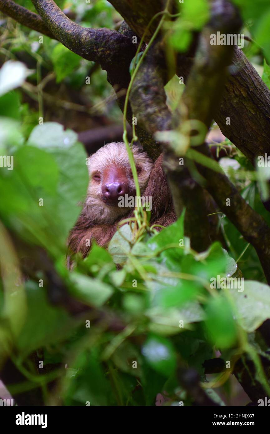 Portrait of sloth in tree, Costa Rica Stock Photo - Alamy