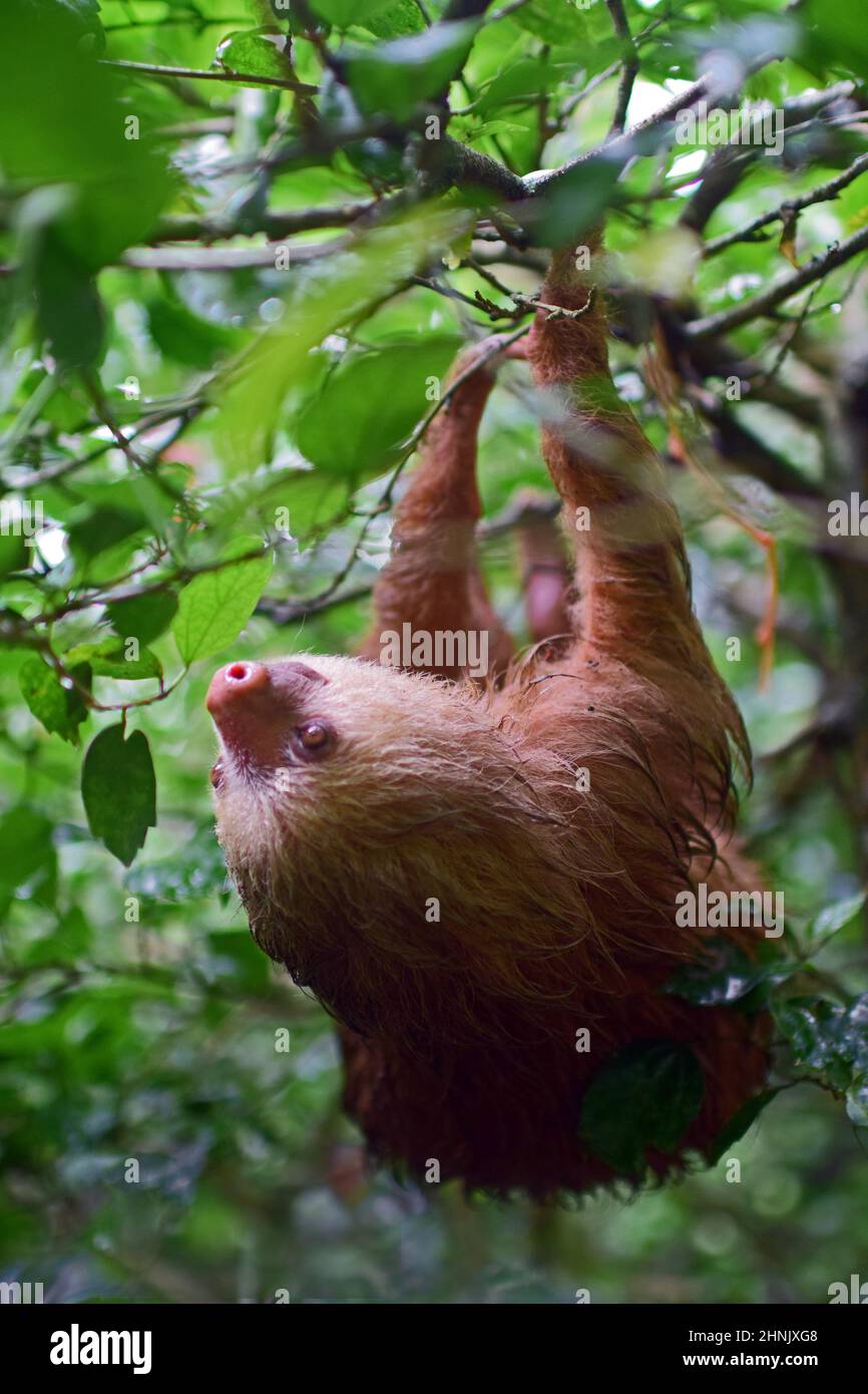 Portrait of sloth in tree, Costa Rica Stock Photo - Alamy