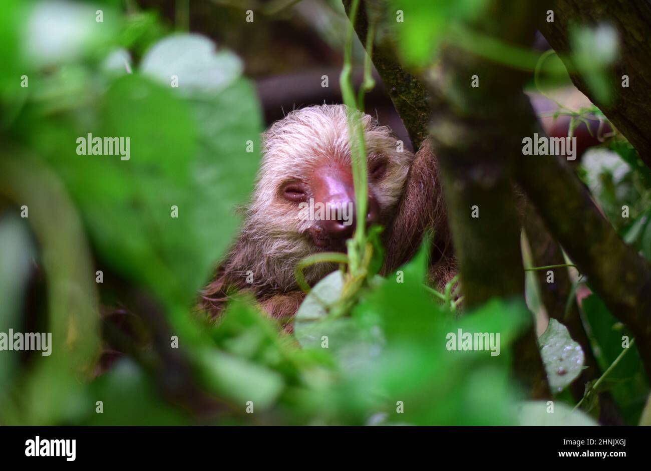 Portrait of sloth in tree, Costa Rica Stock Photo - Alamy