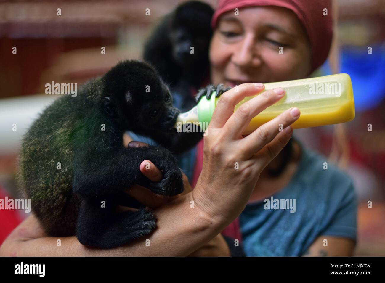 Happy caretaker feeding an orphan baby howler monkey in a sanctuary ...