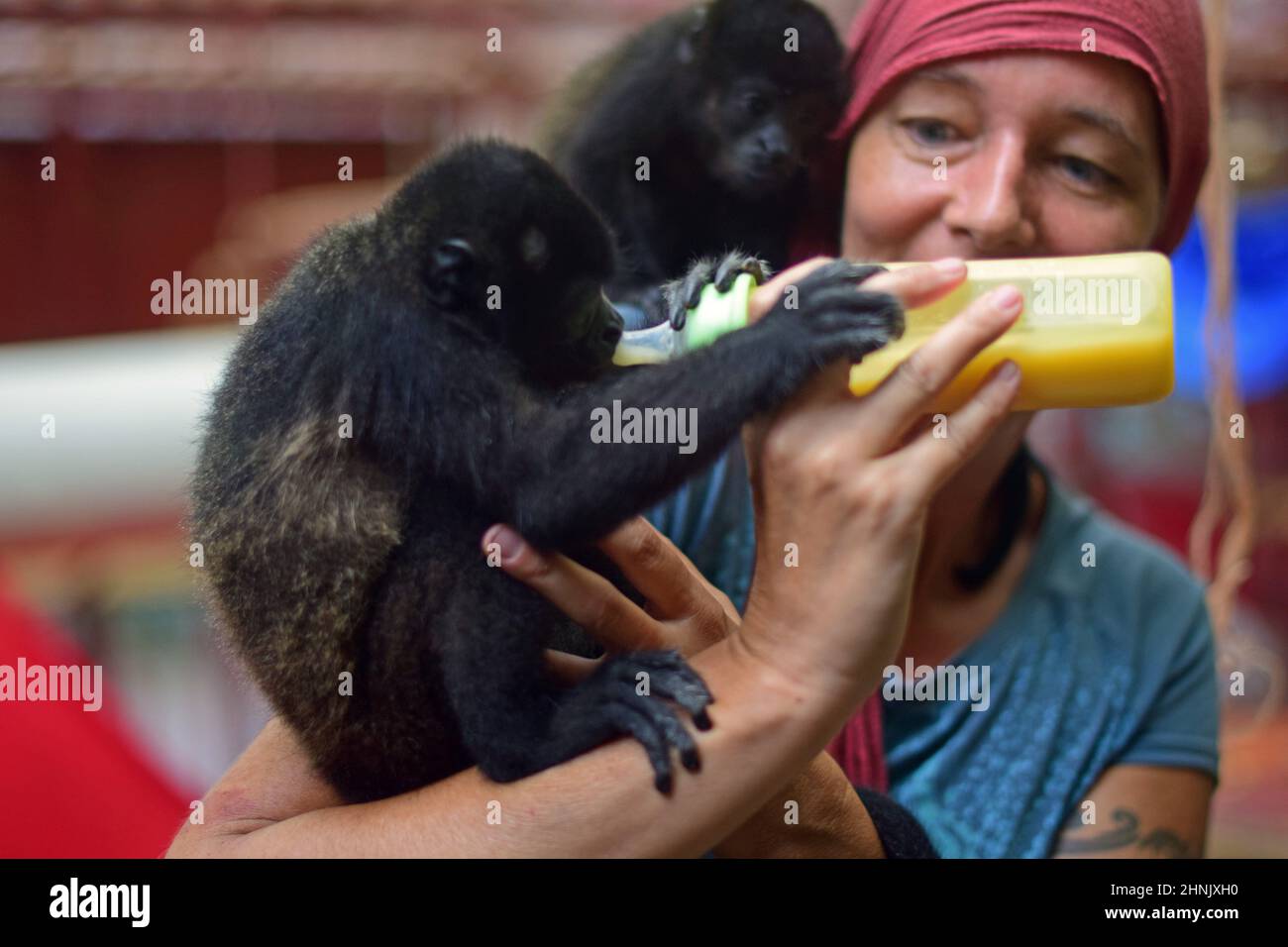 Happy caretaker feeding an orphan baby howler monkey in a sanctuary ...
