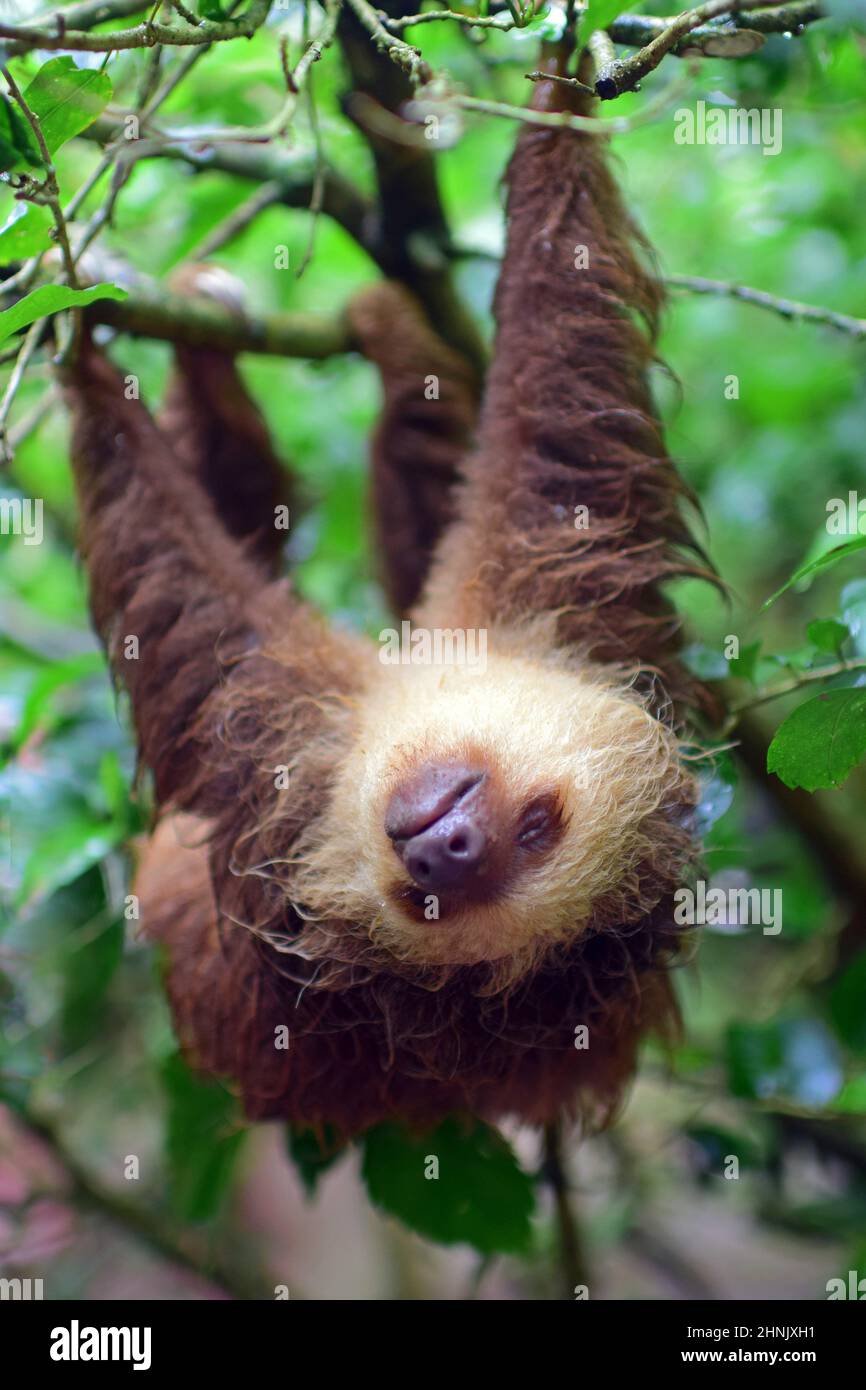Rescued sloth in animal sanctuary, Costa Rica Stock Photo - Alamy