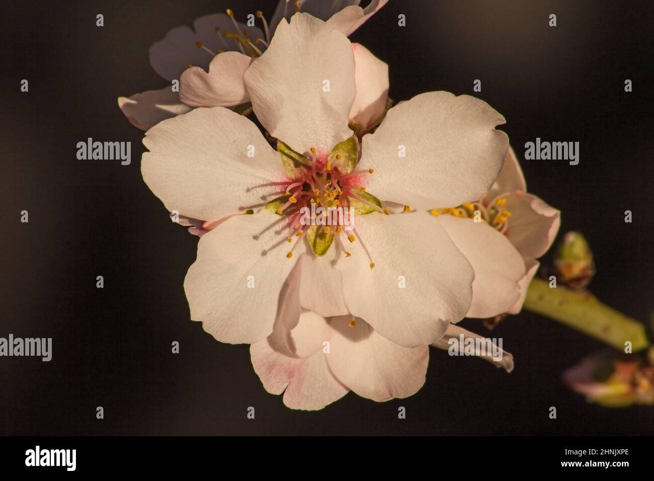 Almond orchard pink blossom hi-res stock photography and images - Alamy