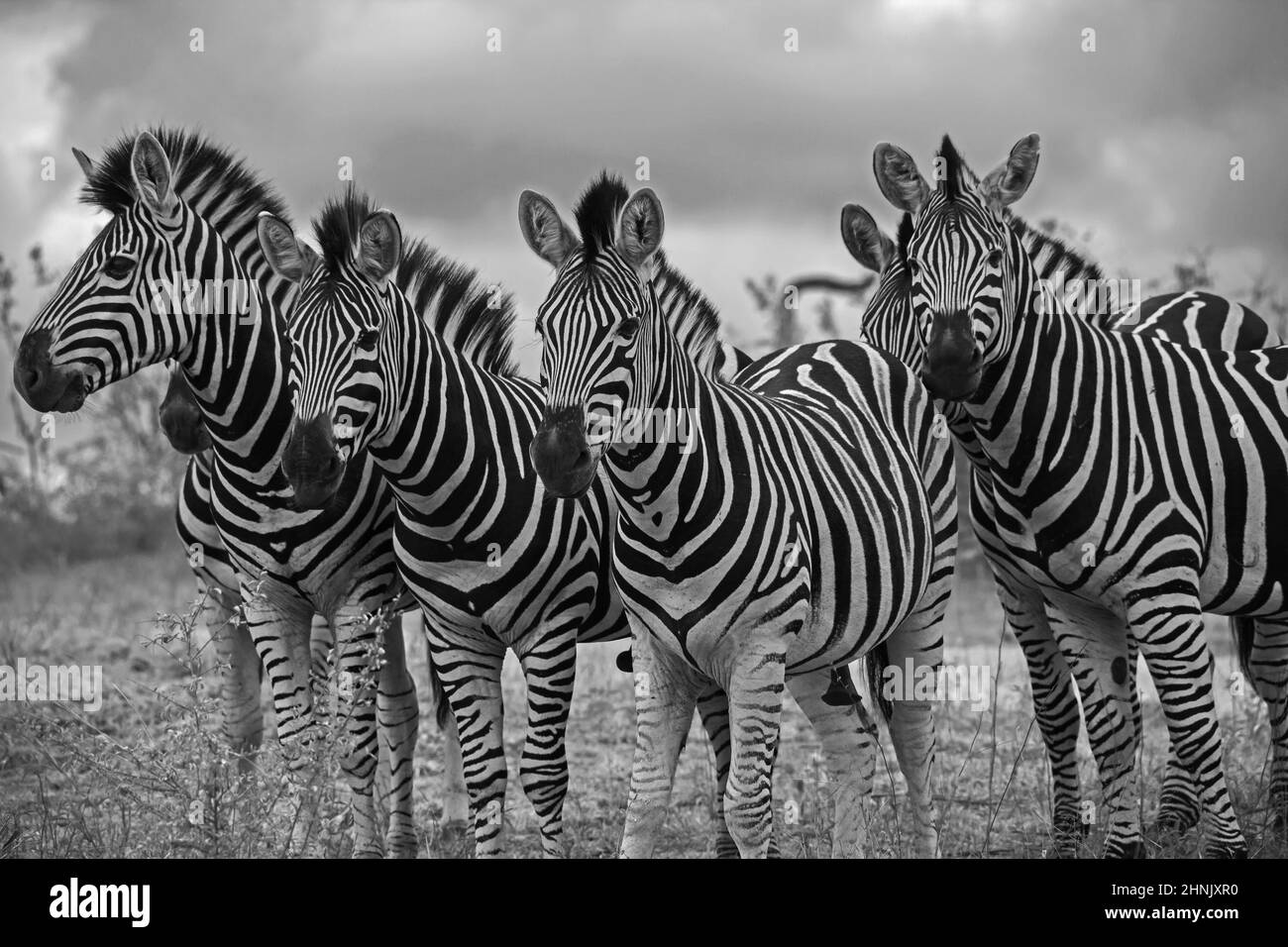 Wildlife zebra conservation hi-res stock photography and images - Alamy
