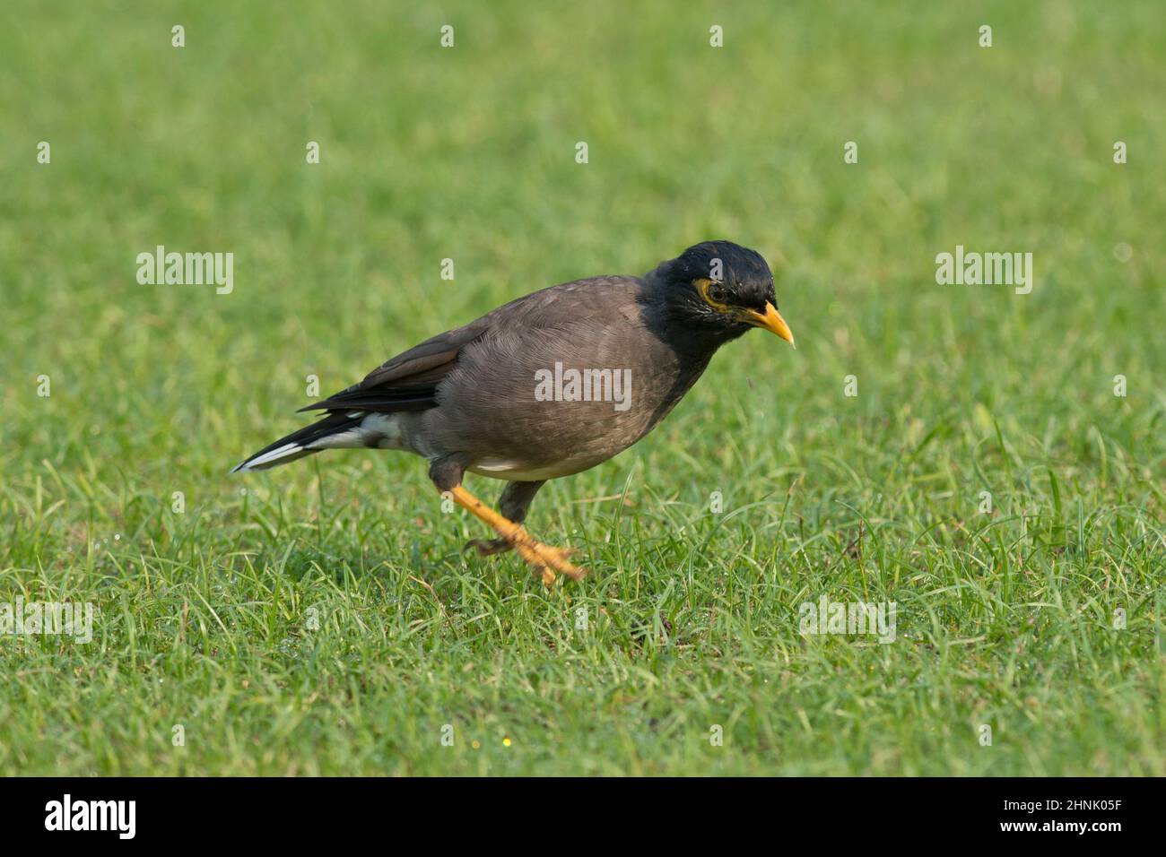 Common Myna, also called Indian Myna. Scientifical name Acridotheres ...