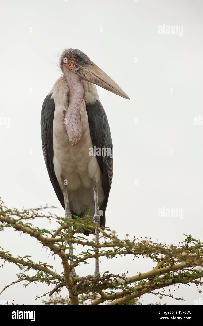 Marabou stork in Nairobi, Kenya Stock Photo - Alamy
