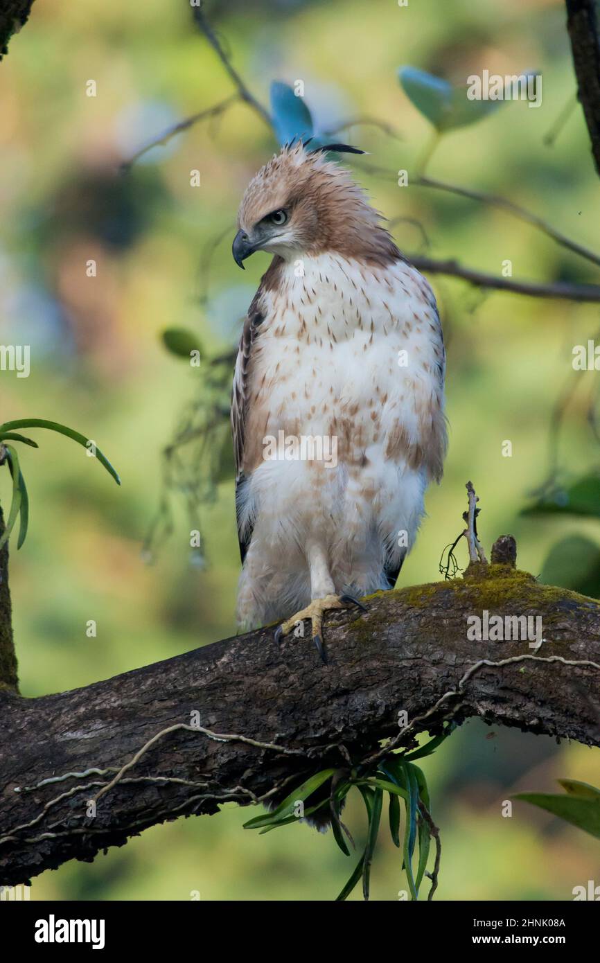 Changeable hawk-eagle on a branch in Kanha National Park, India ...