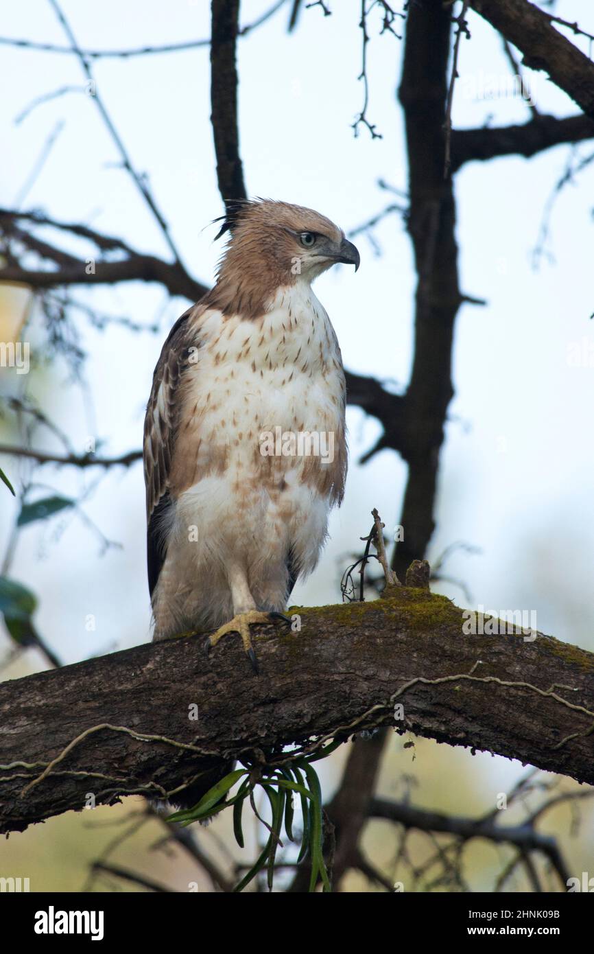 Changeable hawk-eagle on a branch in Kanha National Park, India ...