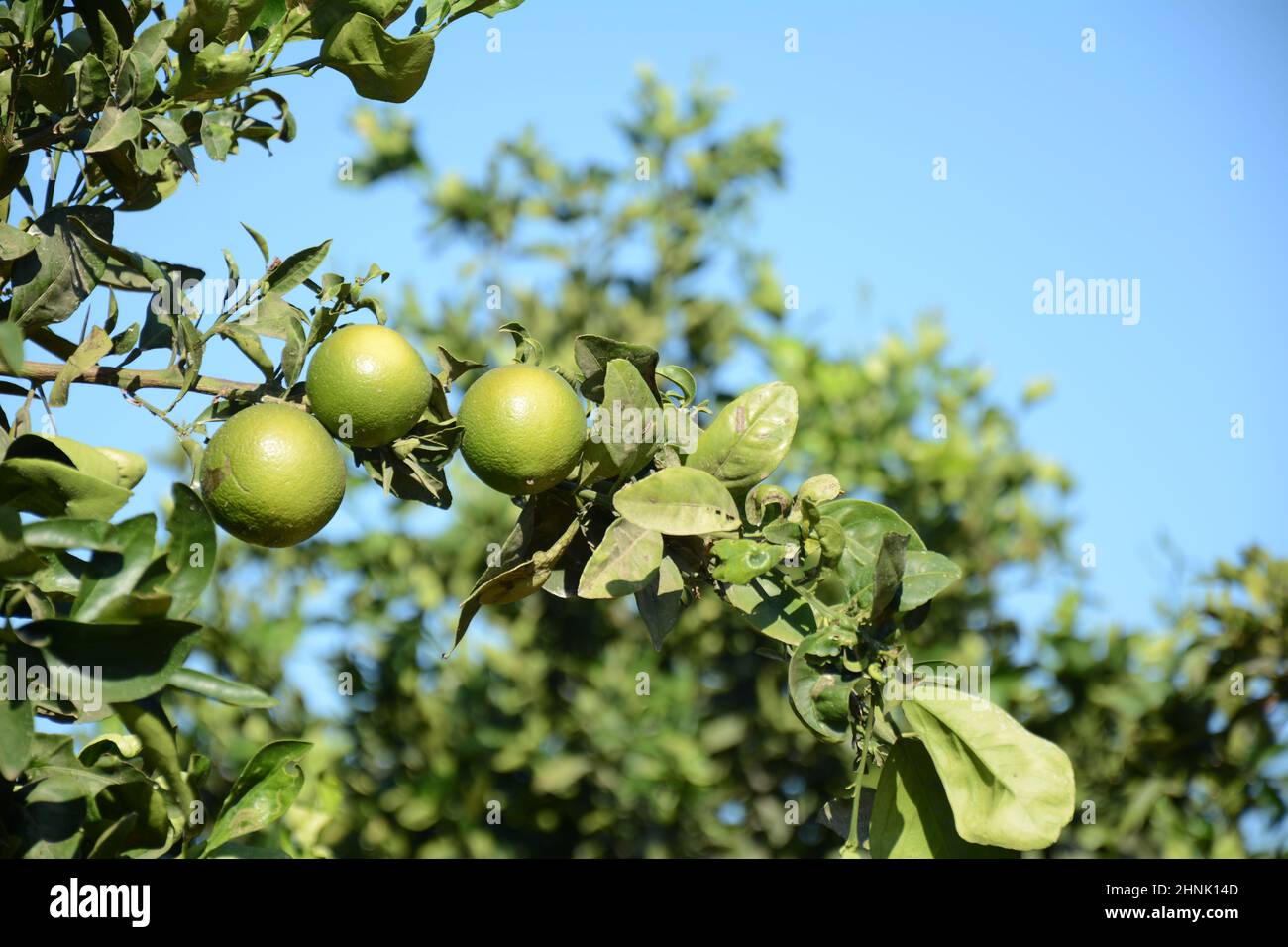 Green oranges on orange tree in an orchard Stock Photo - Alamy