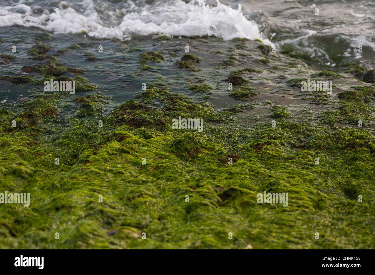 Huge growth of algae hi-res stock photography and images - Alamy