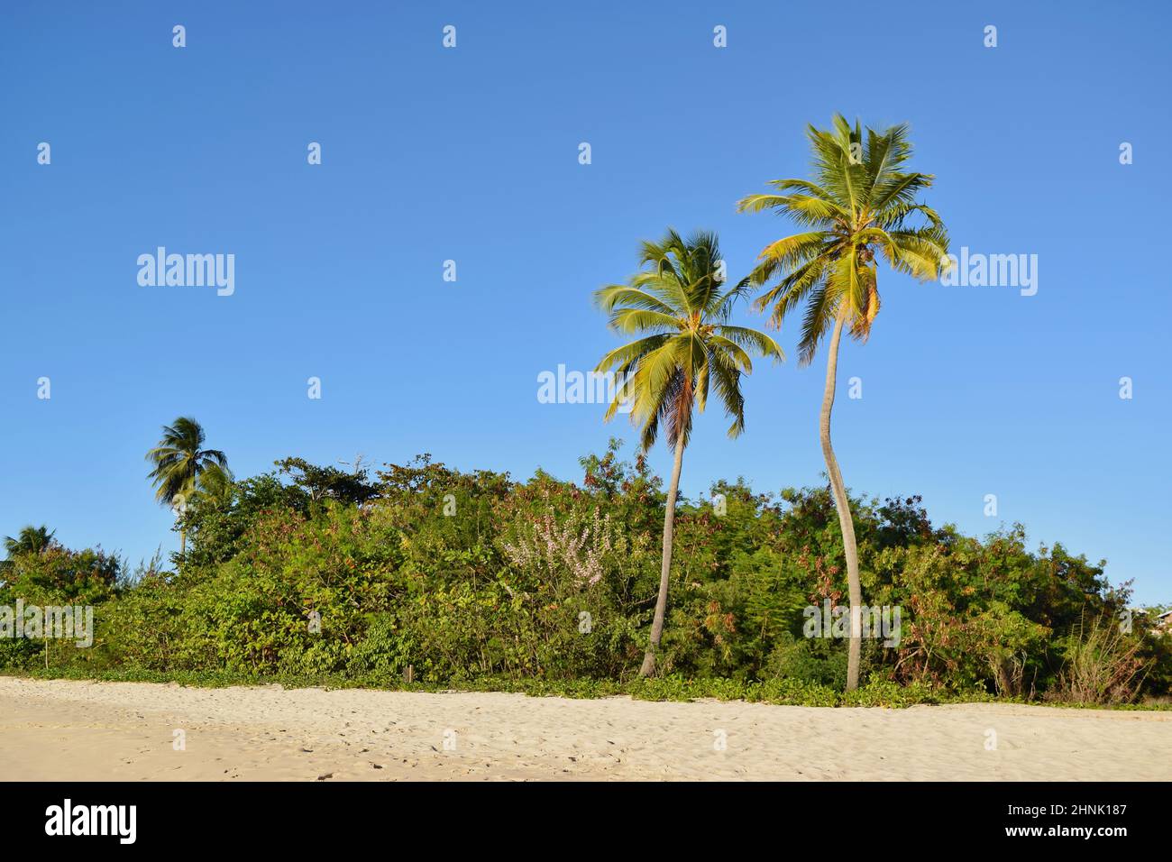 Gorgeous palm trees on Barbados beach Stock Photo - Alamy