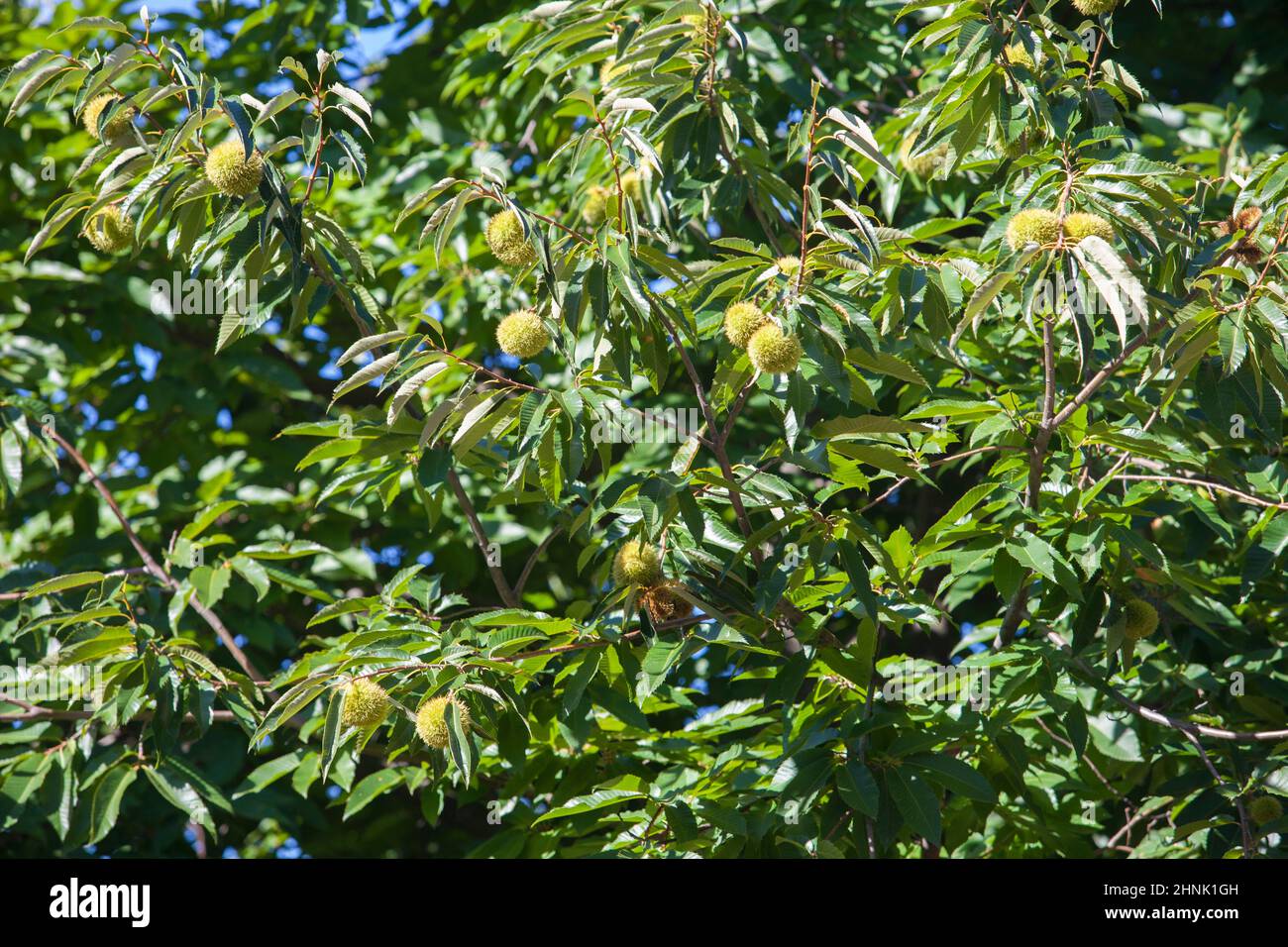 Spanish chestnut tree hi-res stock photography and images - Alamy