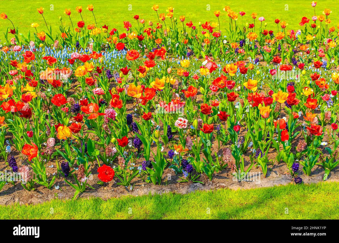Colorful purple pink red and yellow tulips and daffodils in Keukenhof ...