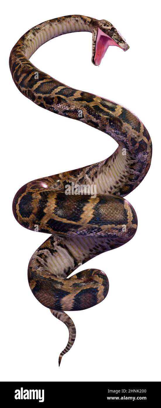 3D rendering of a Burmese python or Python bivittatus, one of the ...