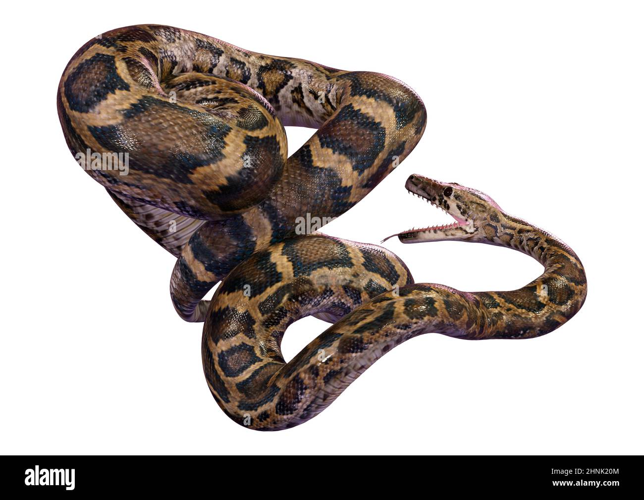 3D rendering of a Burmese python or Python bivittatus, one of the ...