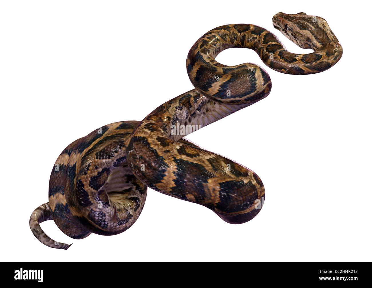 3D rendering of a Burmese python or Python bivittatus, one of the ...