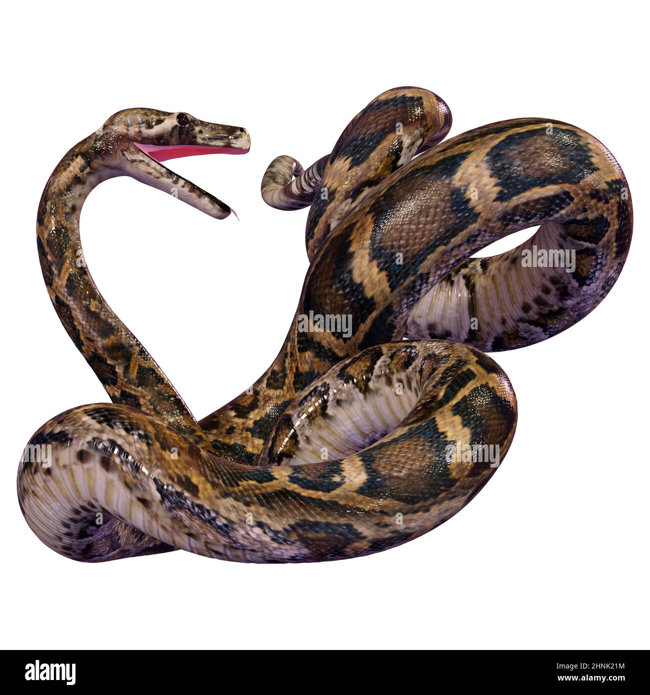 3D rendering of a Burmese python or Python bivittatus, one of the ...