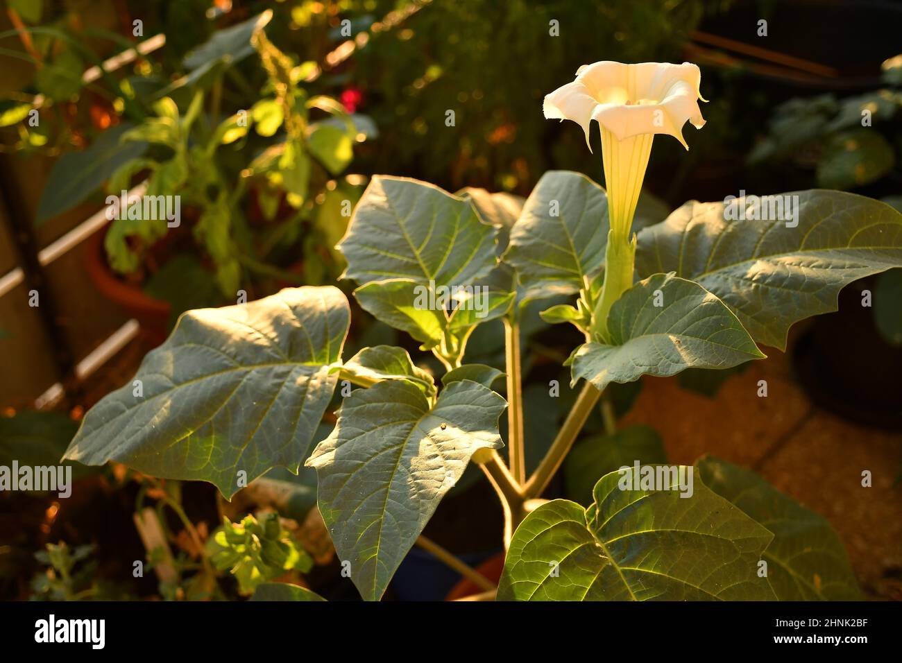 Downy thorn apple hi-res stock photography and images - Alamy
