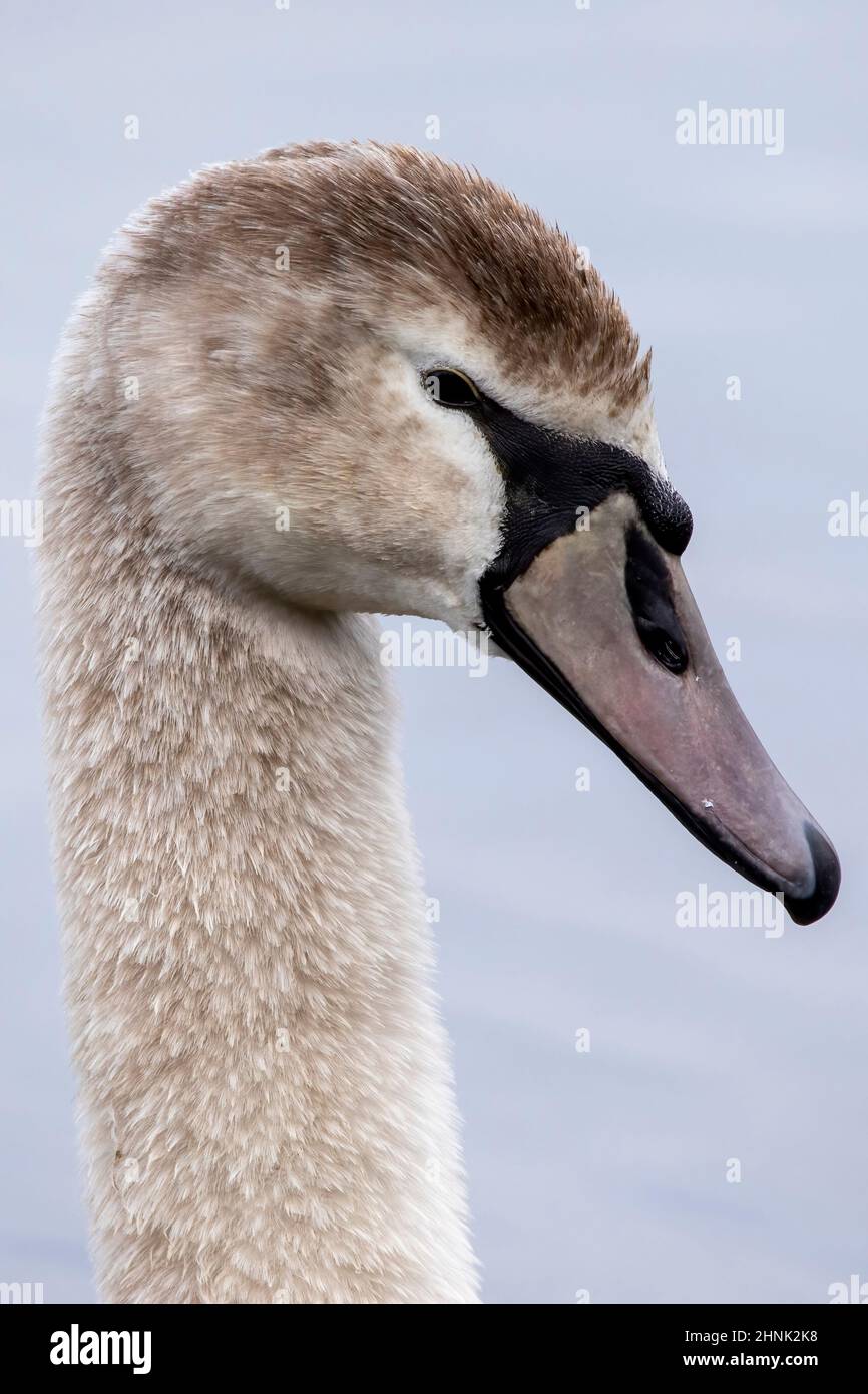 Welsh swan hi-res stock photography and images - Alamy