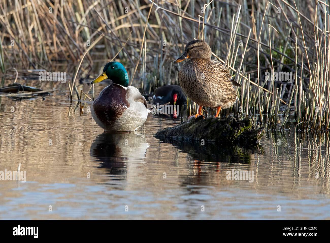 Sunlight reflecting the irridesent colours of a pair of mallard ducks ...