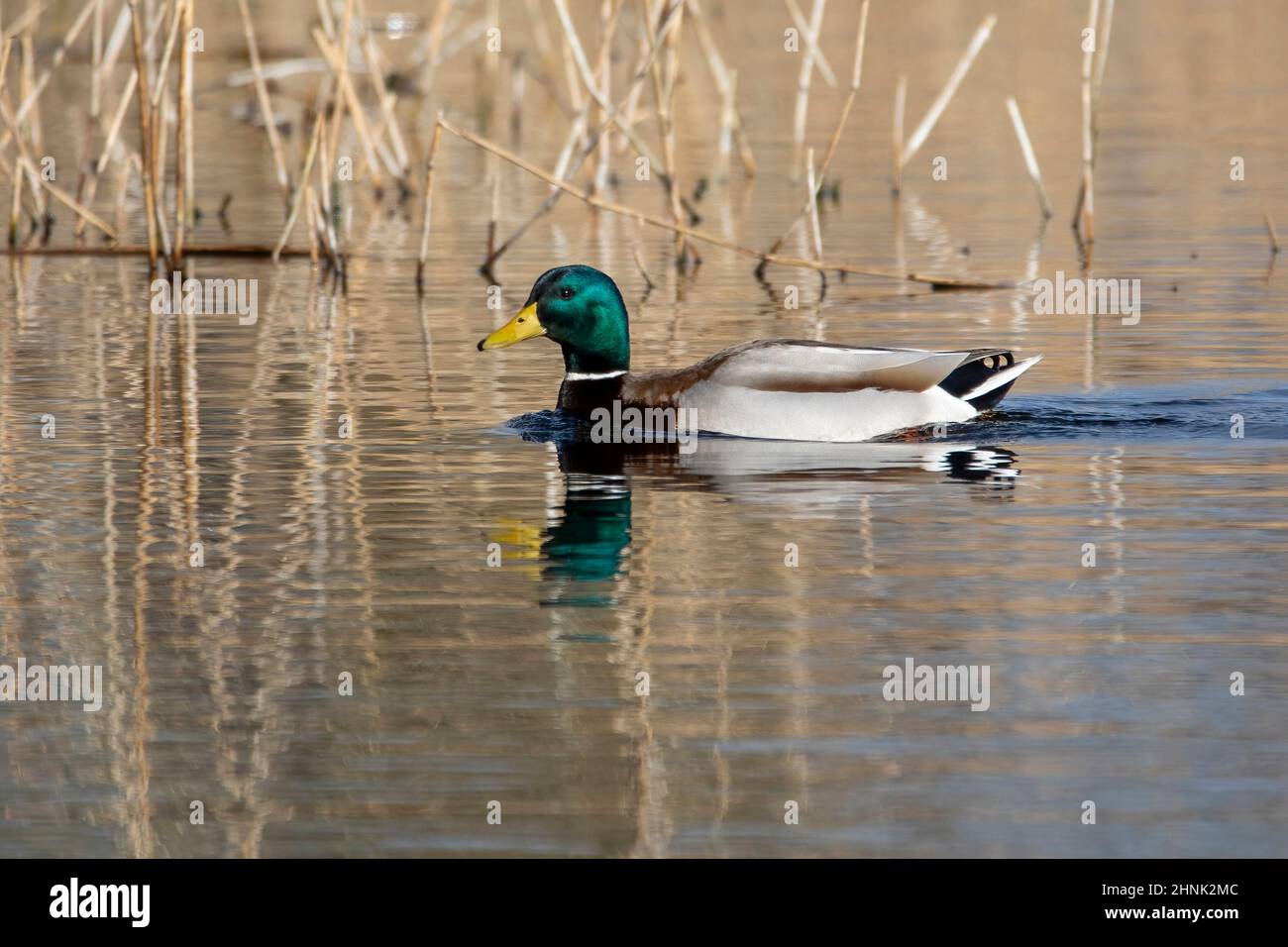 Sunlight reflecting the irridesent colours of a mallard duck Stock ...