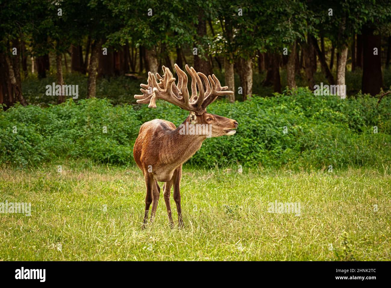 Deer with big horns near the forest Stock Photo - Alamy