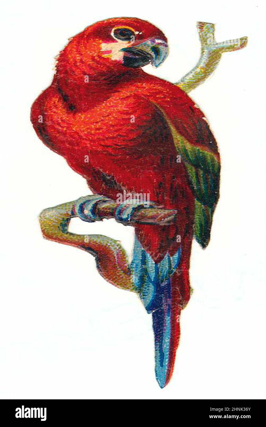 Victorian era birding illustrations hi-res stock photography and images ...