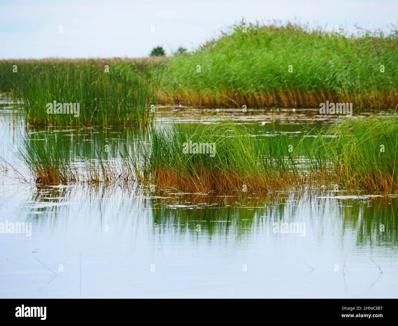 swampy lake overgrown with sedge and reeds Stock Photo - Alamy