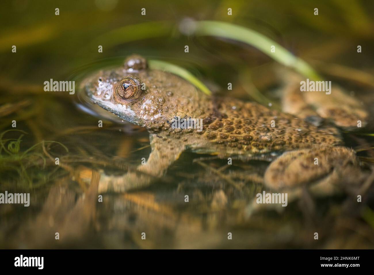 Yellow-bellied toad (Bombina variegata Stock Photo - Alamy