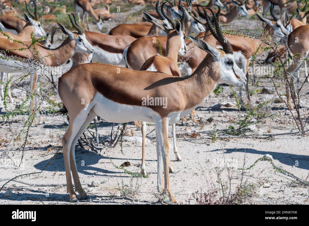 Herd springboks in dry hi-res stock photography and images - Alamy