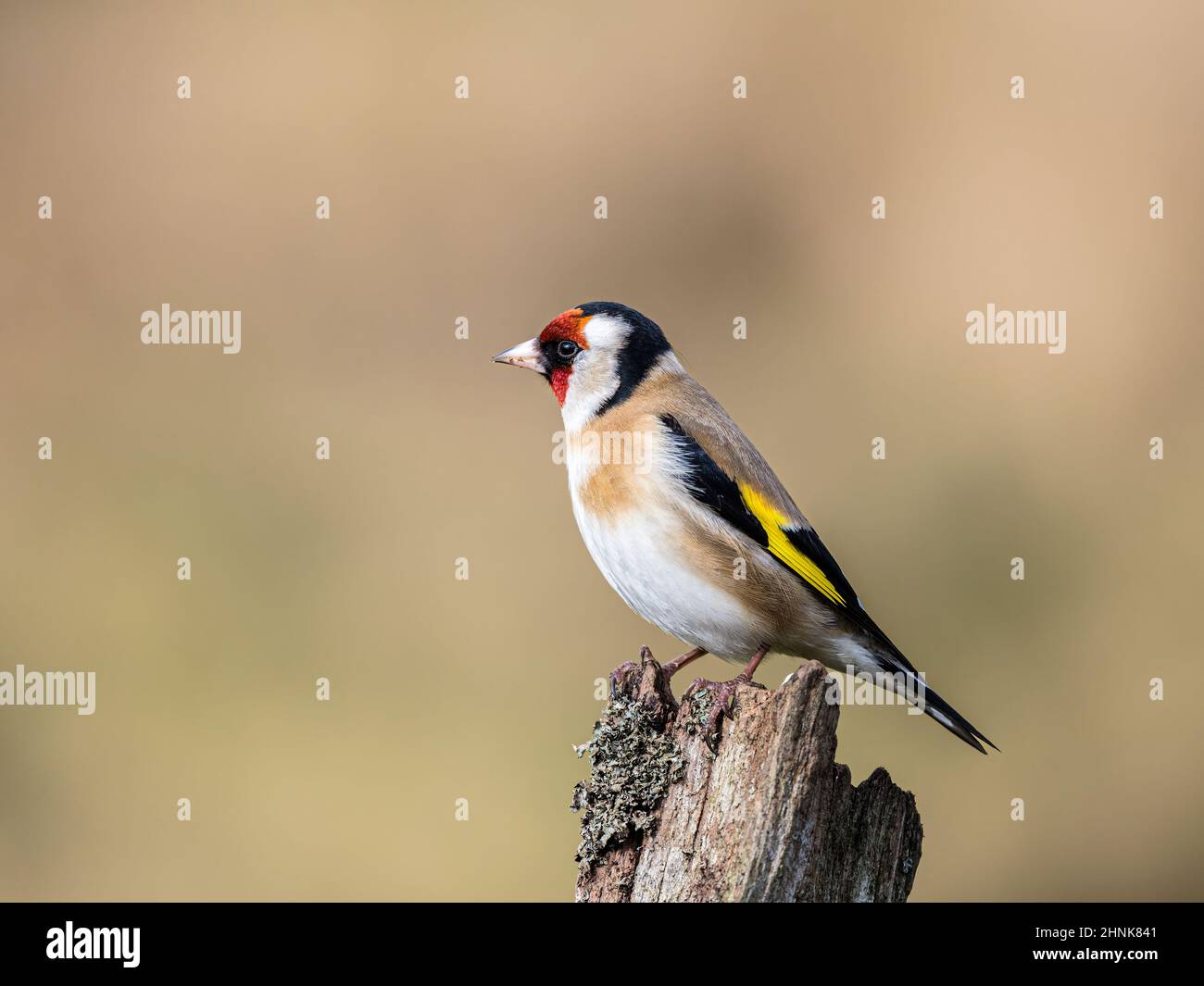 Gold finches feeding hi-res stock photography and images - Alamy