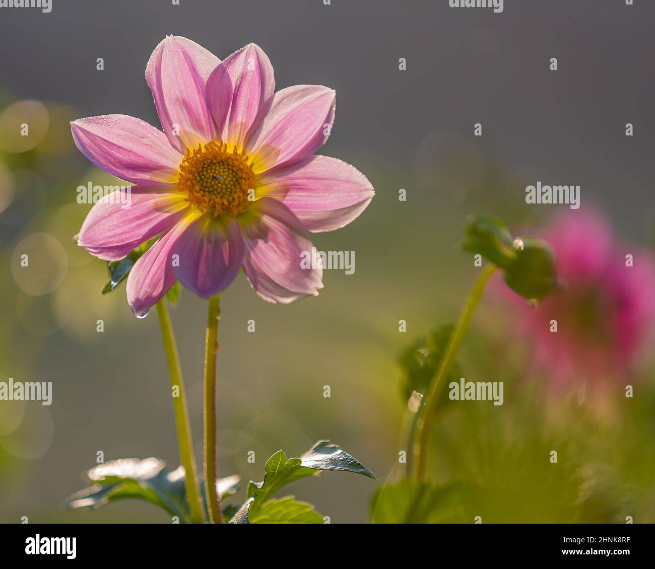 Back of a dahlia hi-res stock photography and images - Alamy