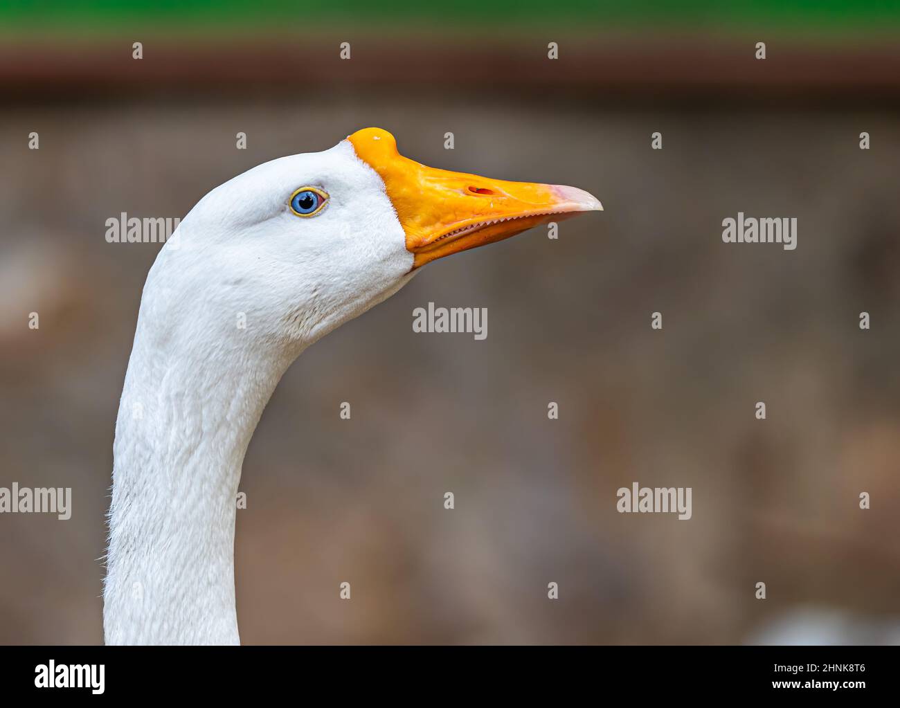 A close up of Domestic goose with blue eyes Stock Photo - Alamy