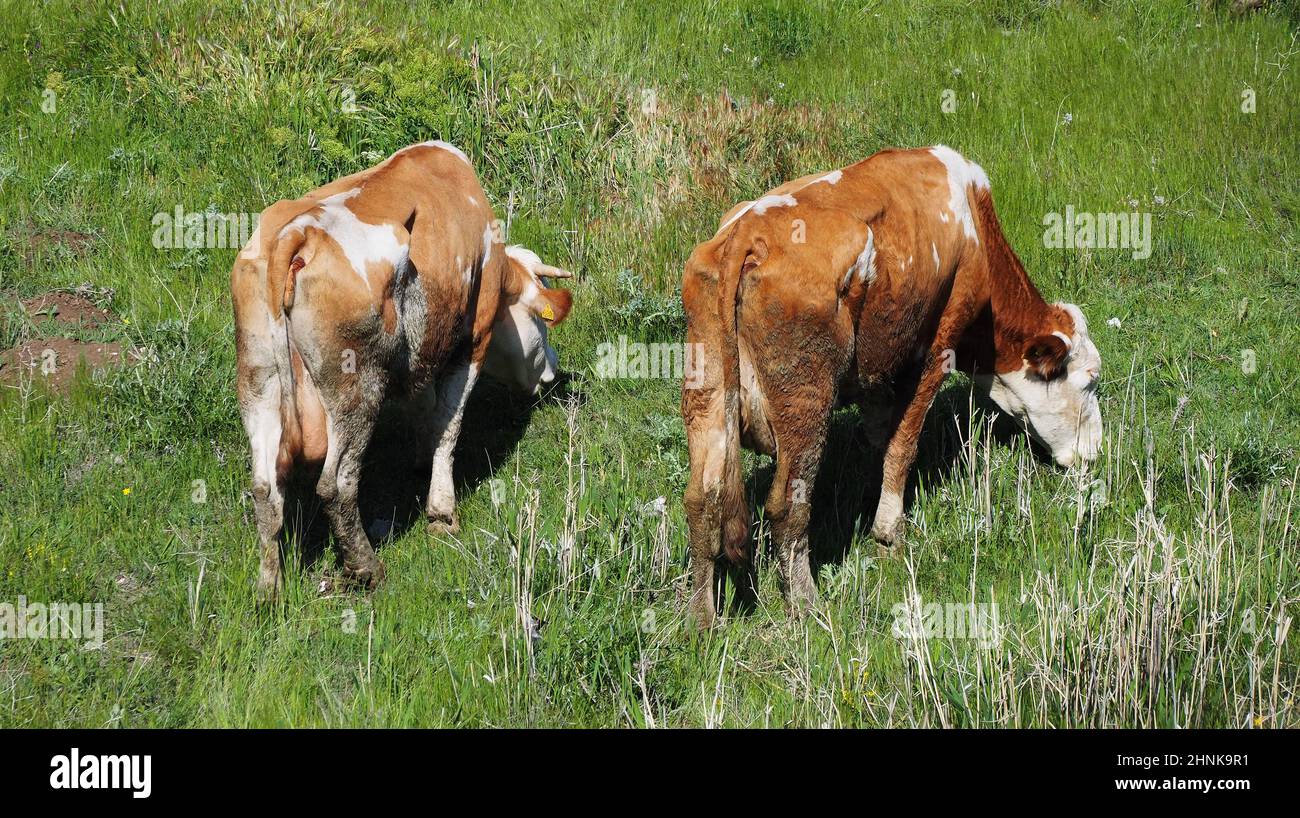 Cimental hi-res stock photography and images - Alamy