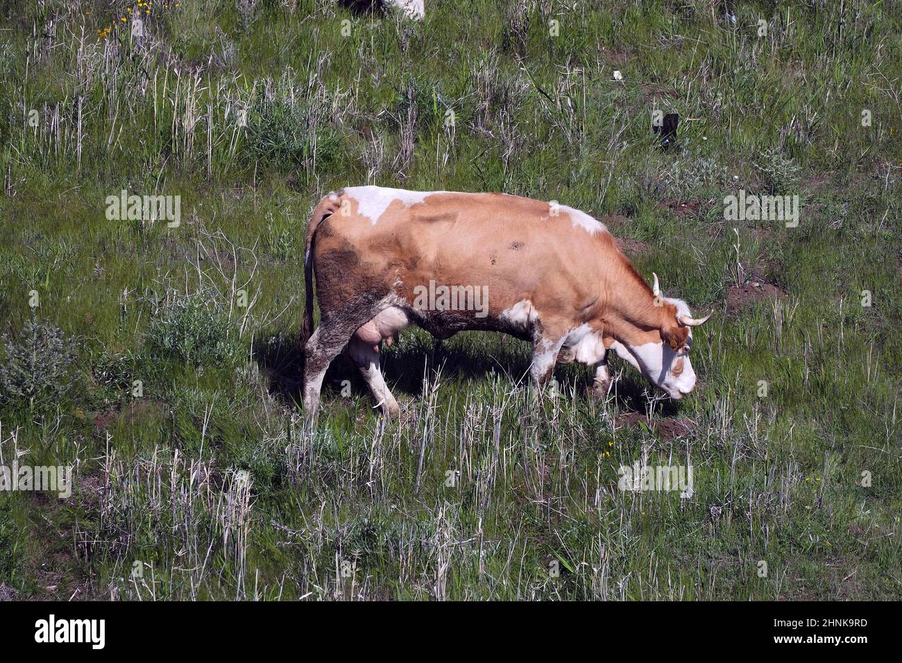 Cimental hi-res stock photography and images - Alamy