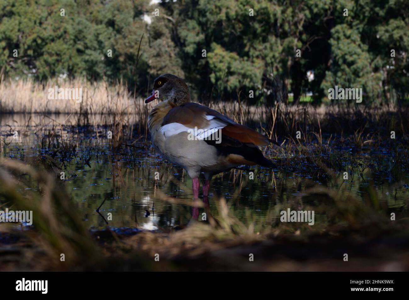 Beautiful Egyptian goose, duck, flew to the Winter Lake in Netanya in ...