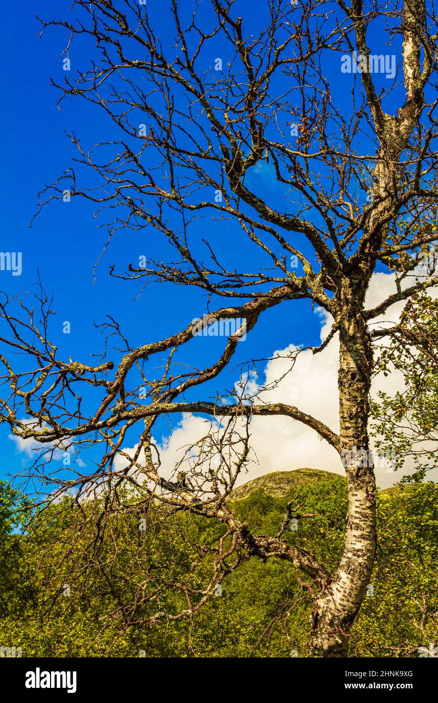 Norwegian landscape with trees firs mountains and rocks. Vang i Valdres ...