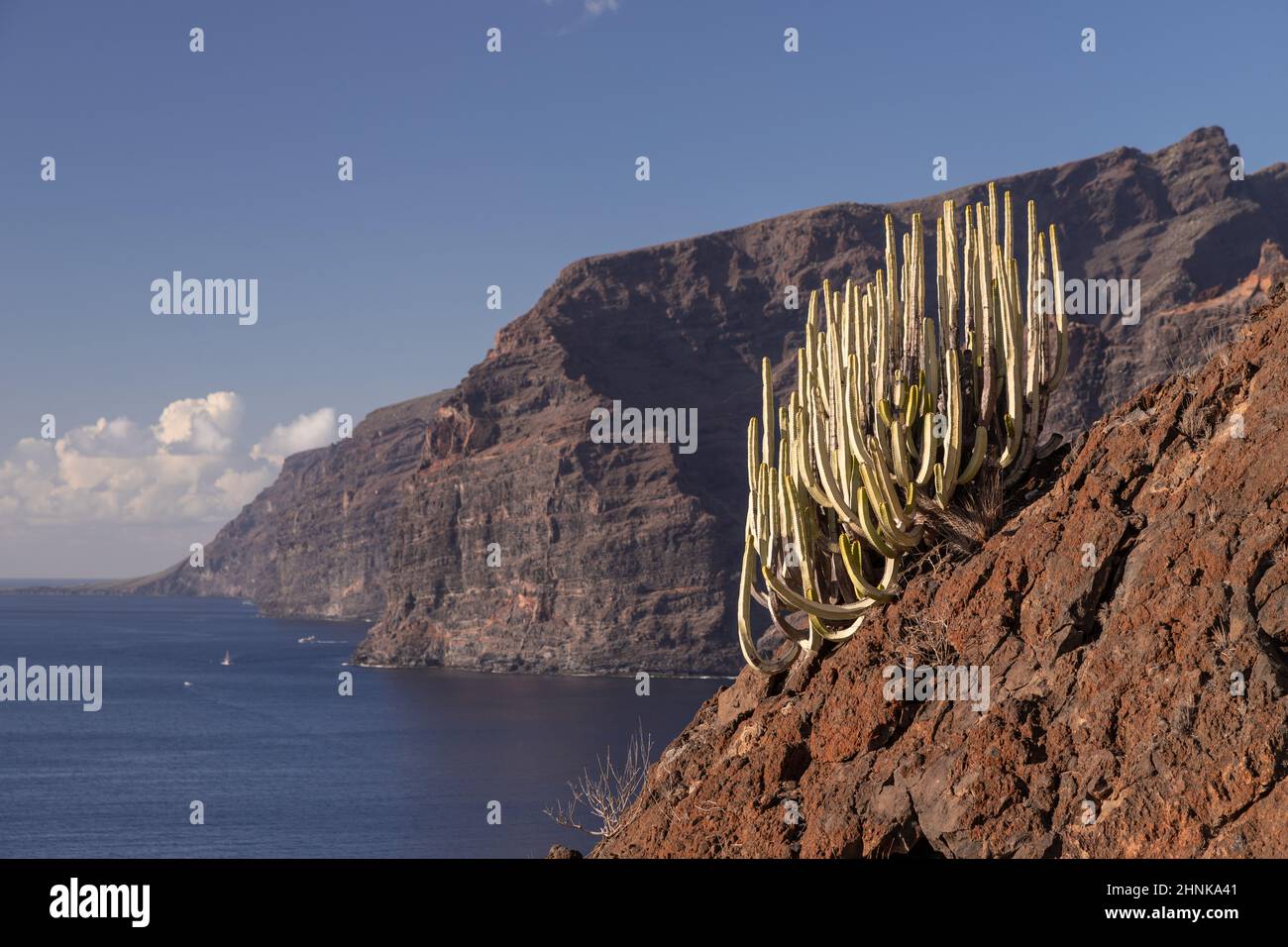 Cactus on the cliffs at Los Gigantes, Tenerife, Canary Islands Stock ...