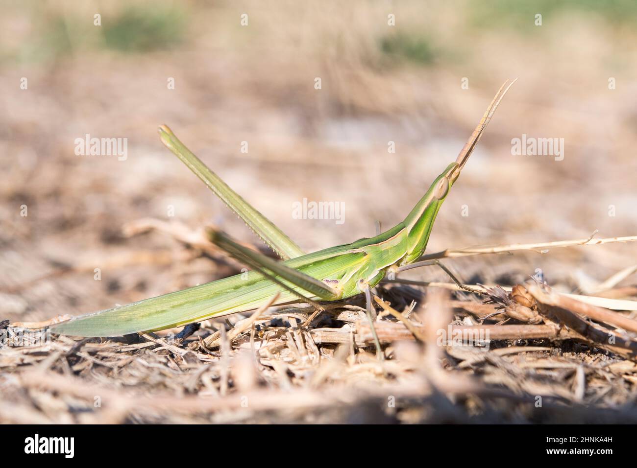 Mediterranean slant-faced grasshopper (Acrida ungarica Stock Photo - Alamy