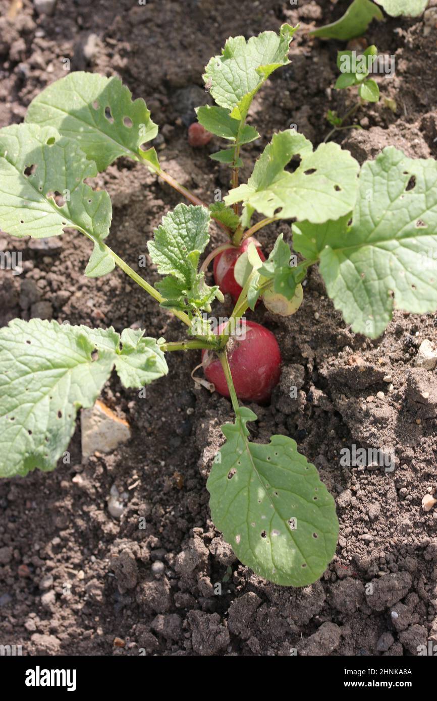 Row of radishes, Raphanus sativus of unknown variety, in close up ...