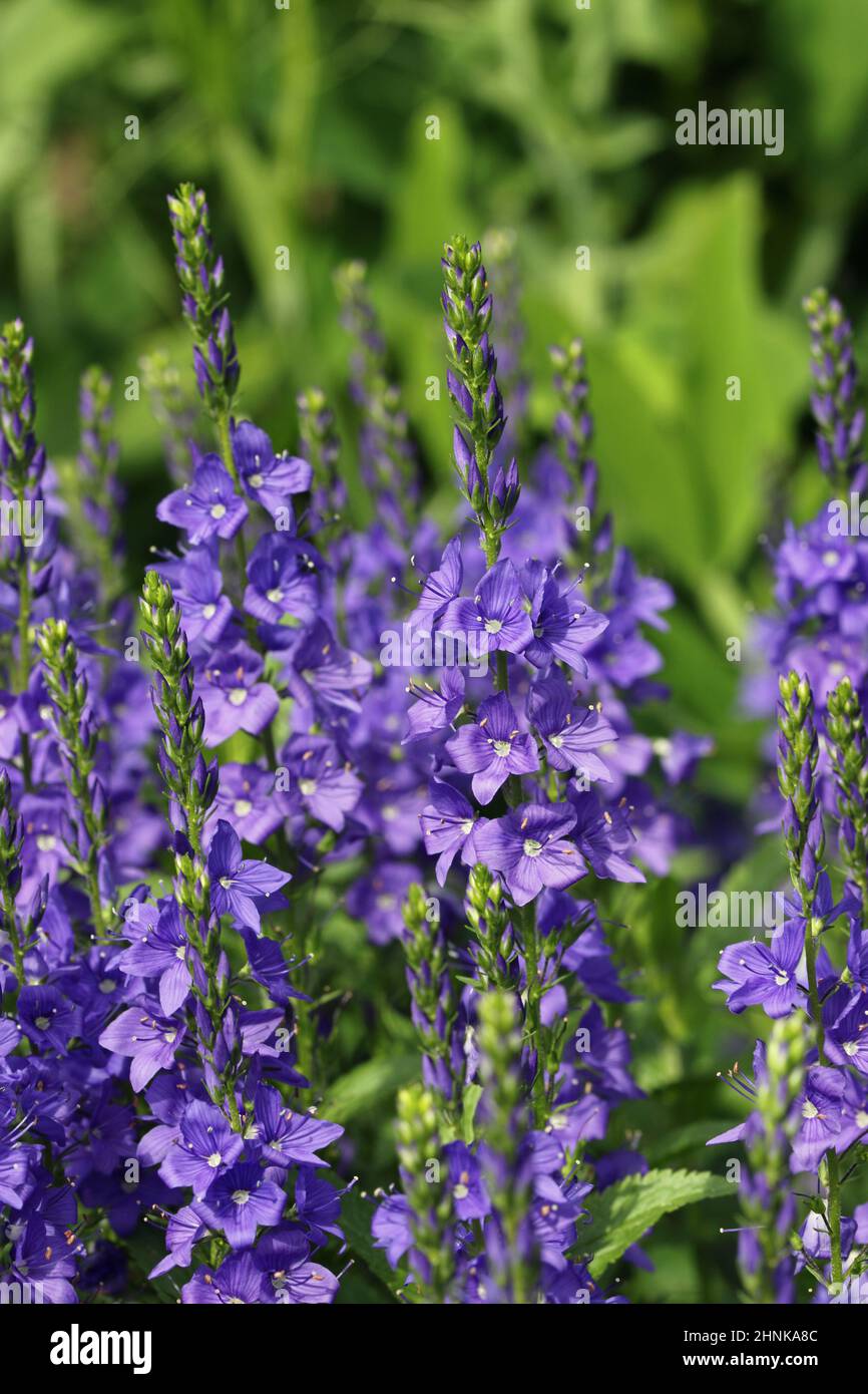 Blue speedwell, Veronica unknown species, flower spikes with a blurred ...