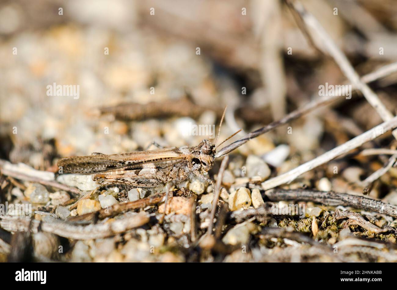 Common Digging Grasshopper (Acrotylus insubricus ssp. insubricus Stock ...