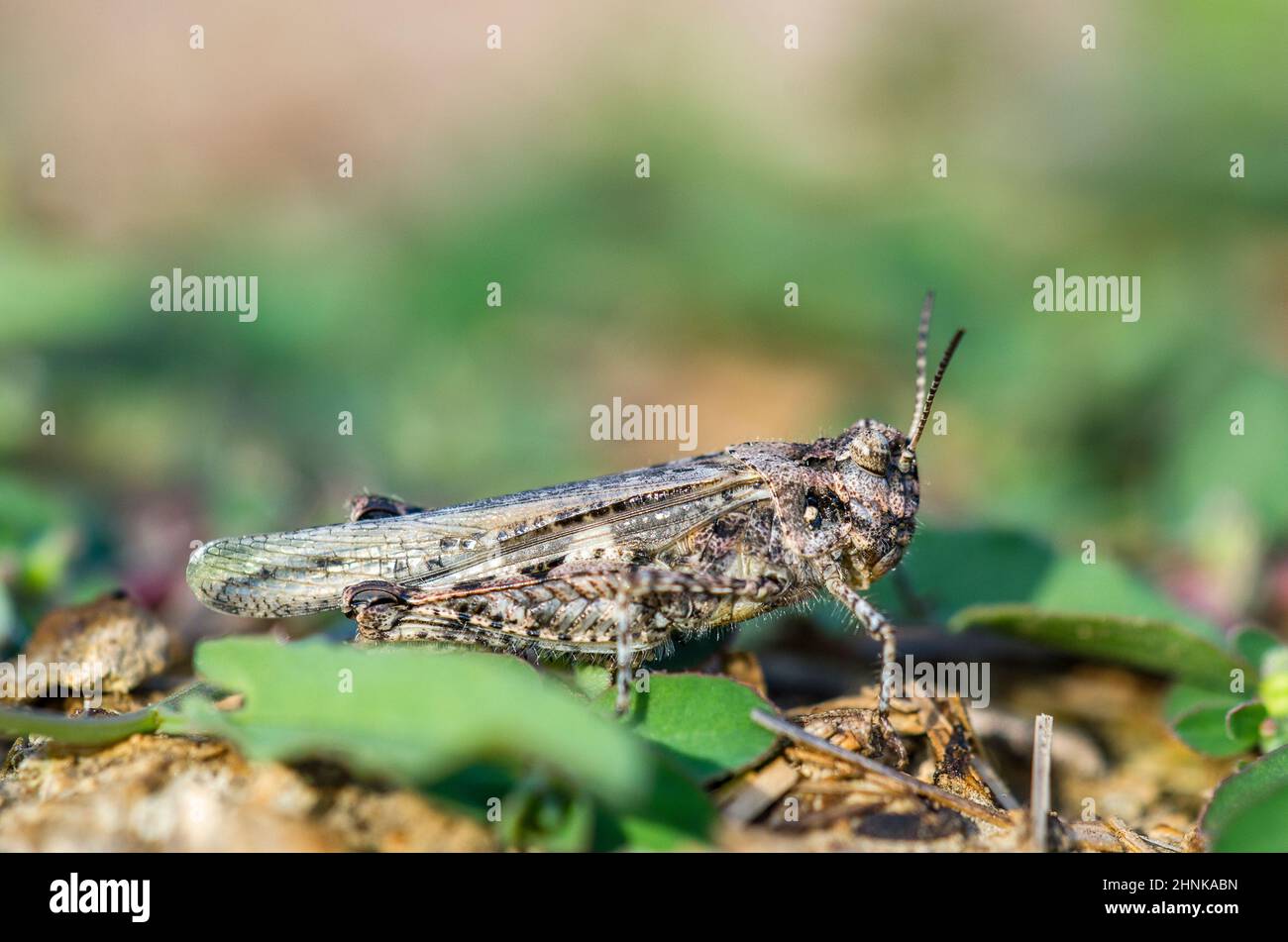 Common Digging Grasshopper (Acrotylus insubricus ssp. insubricus Stock ...