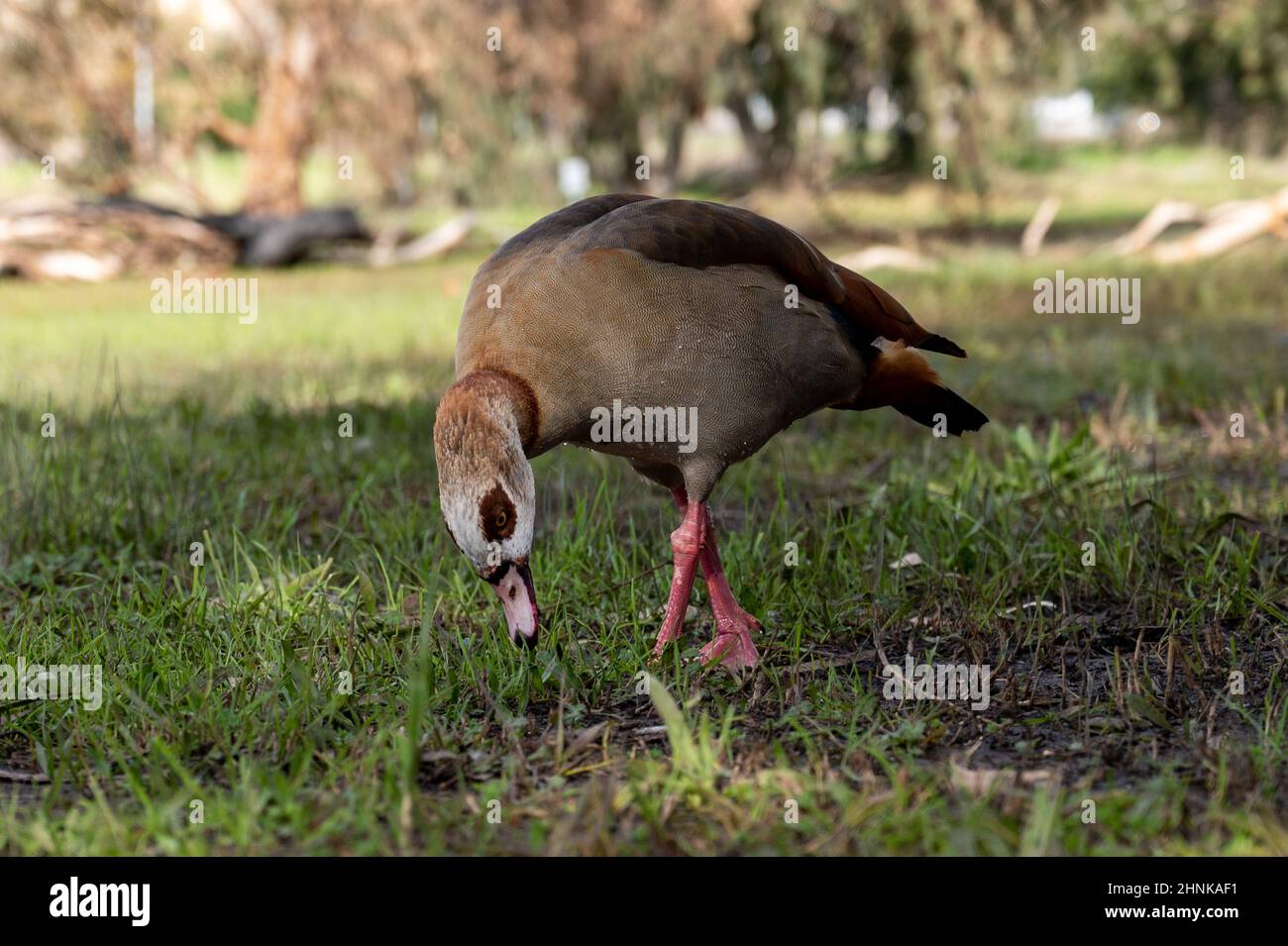 Baby duck puddle hi-res stock photography and images - Alamy