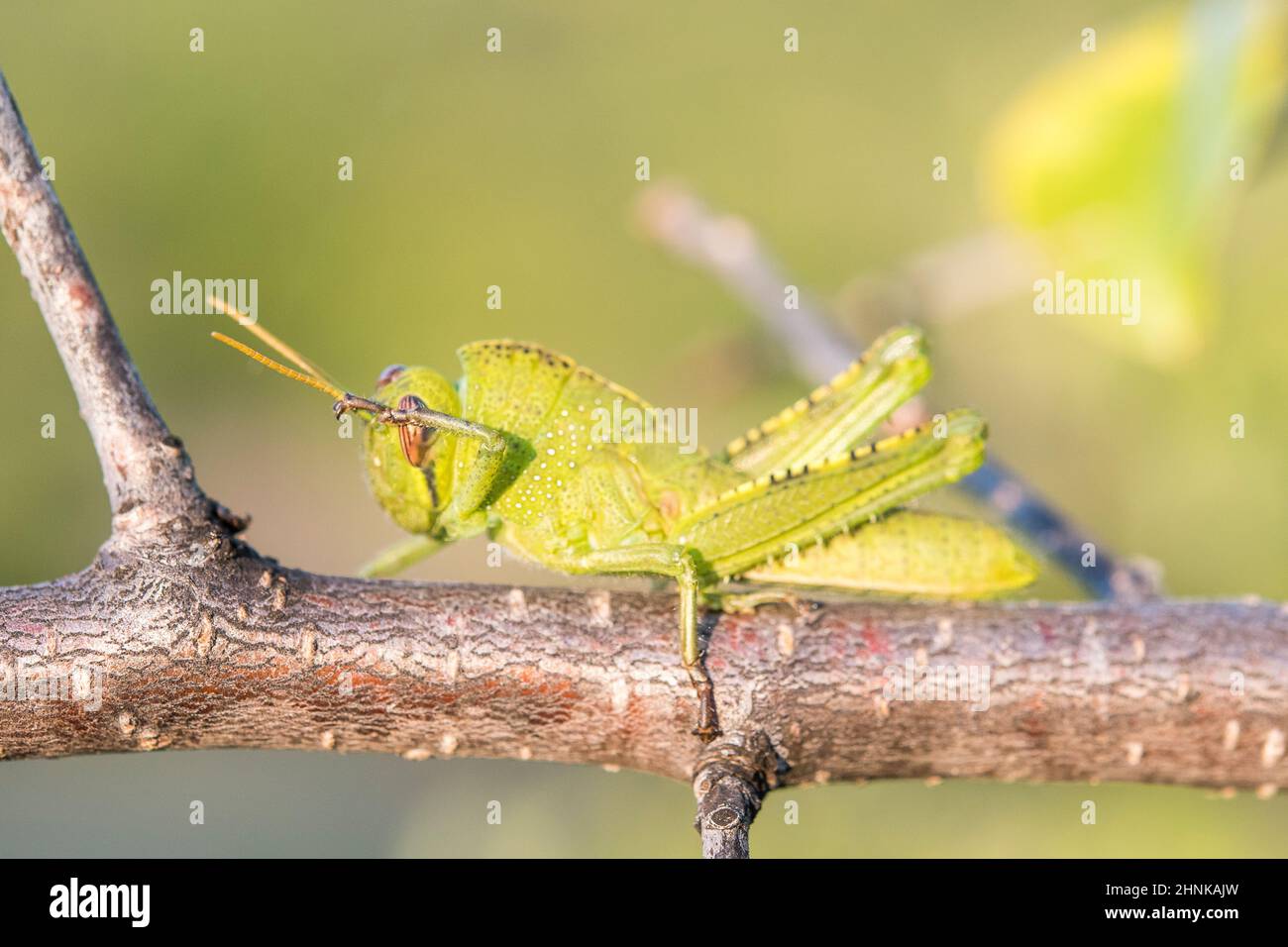 Egyptian grasshopper or Egyptian locust (Anacridium aegyptium), young ...