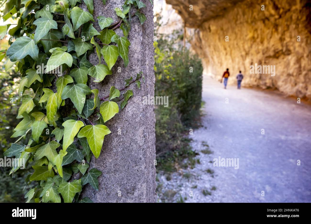 Full green hi-res stock photography and images - Alamy