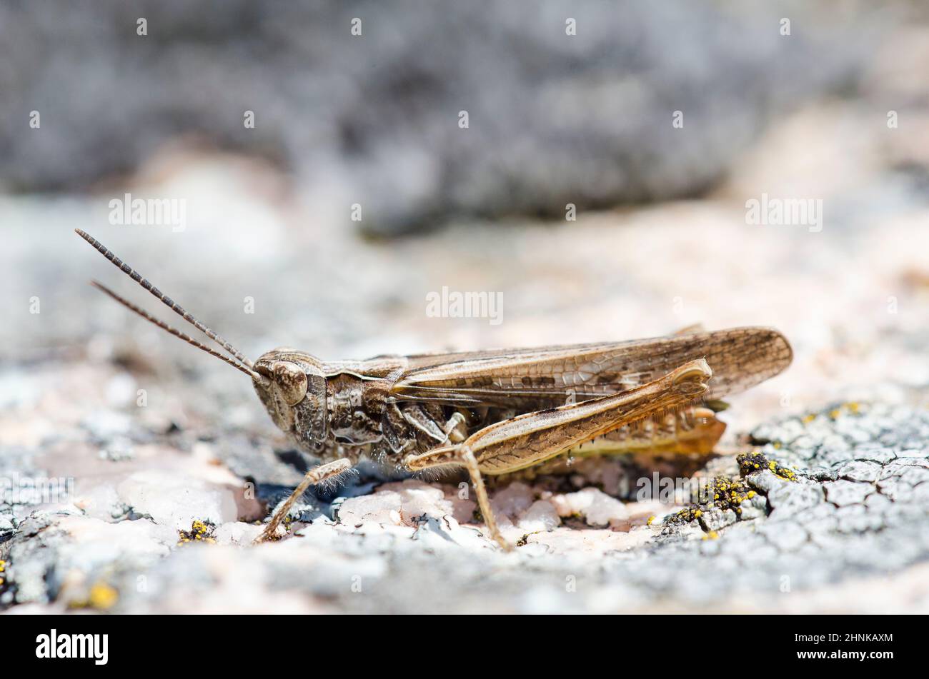 Common field grasshopper (Chorthippus brunneus),male Stock Photo - Alamy