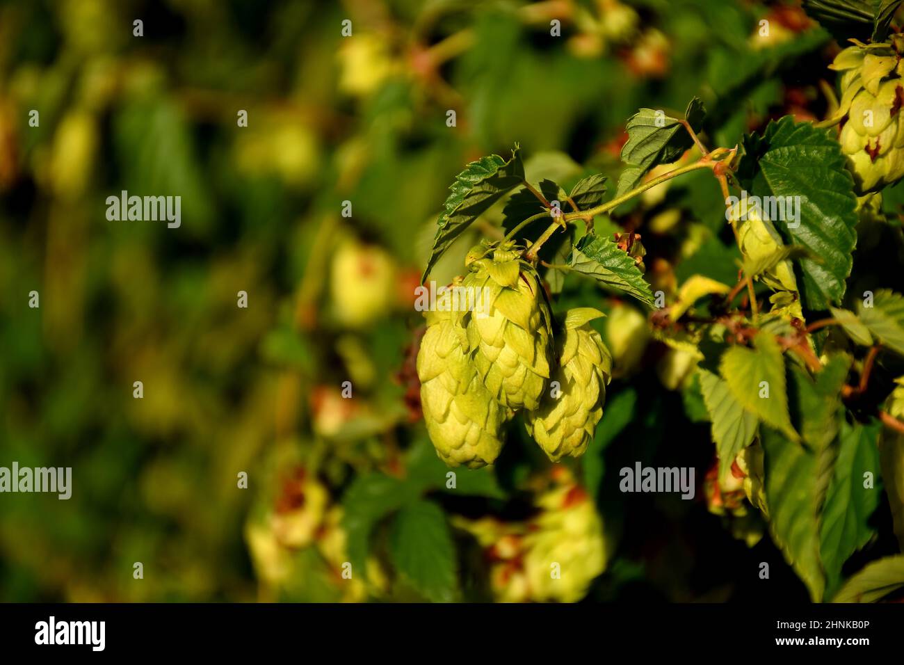 Ripe hop in garden hi-res stock photography and images - Alamy