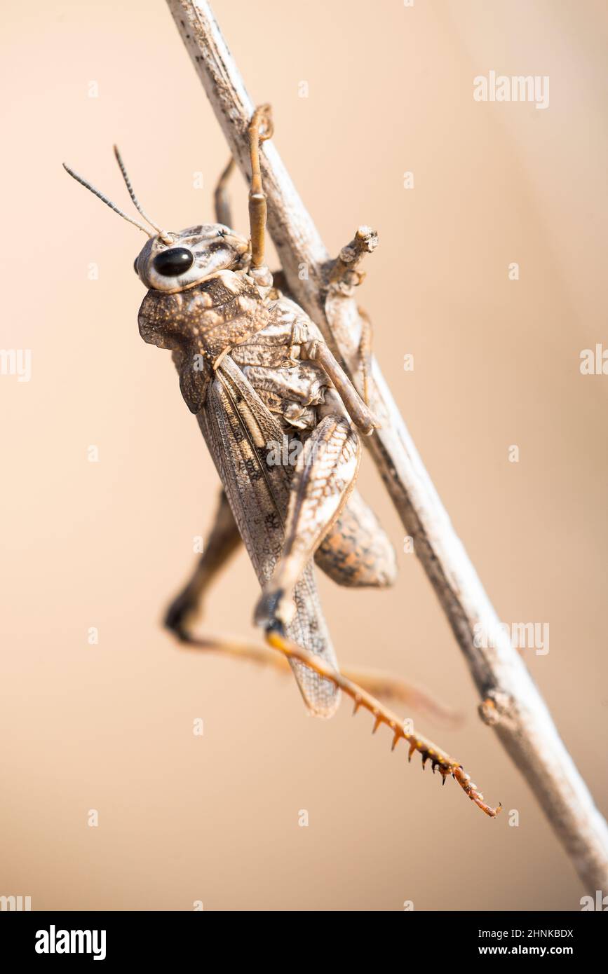 Endemic insects hi-res stock photography and images - Alamy