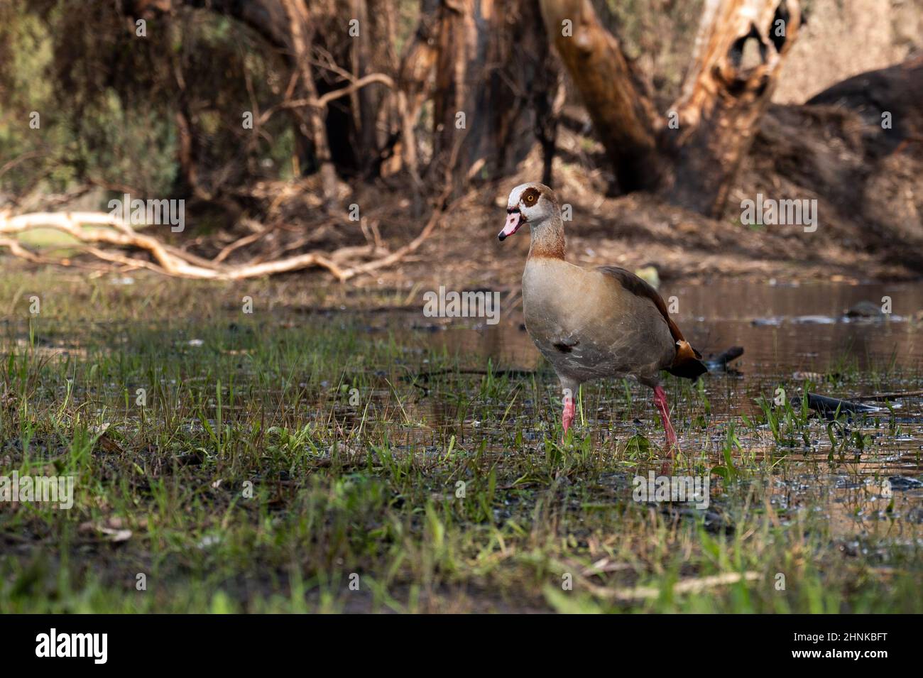 Beautiful Egyptian goose, duck, flew to the Winter Lake in Netanya in ...